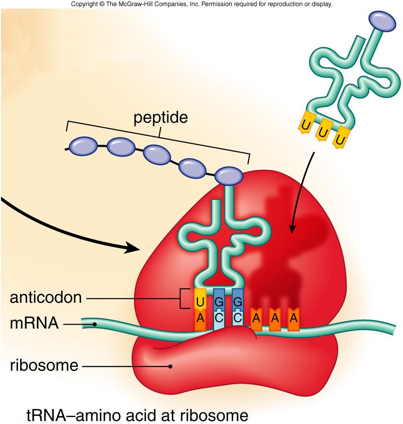 RRNA rrna