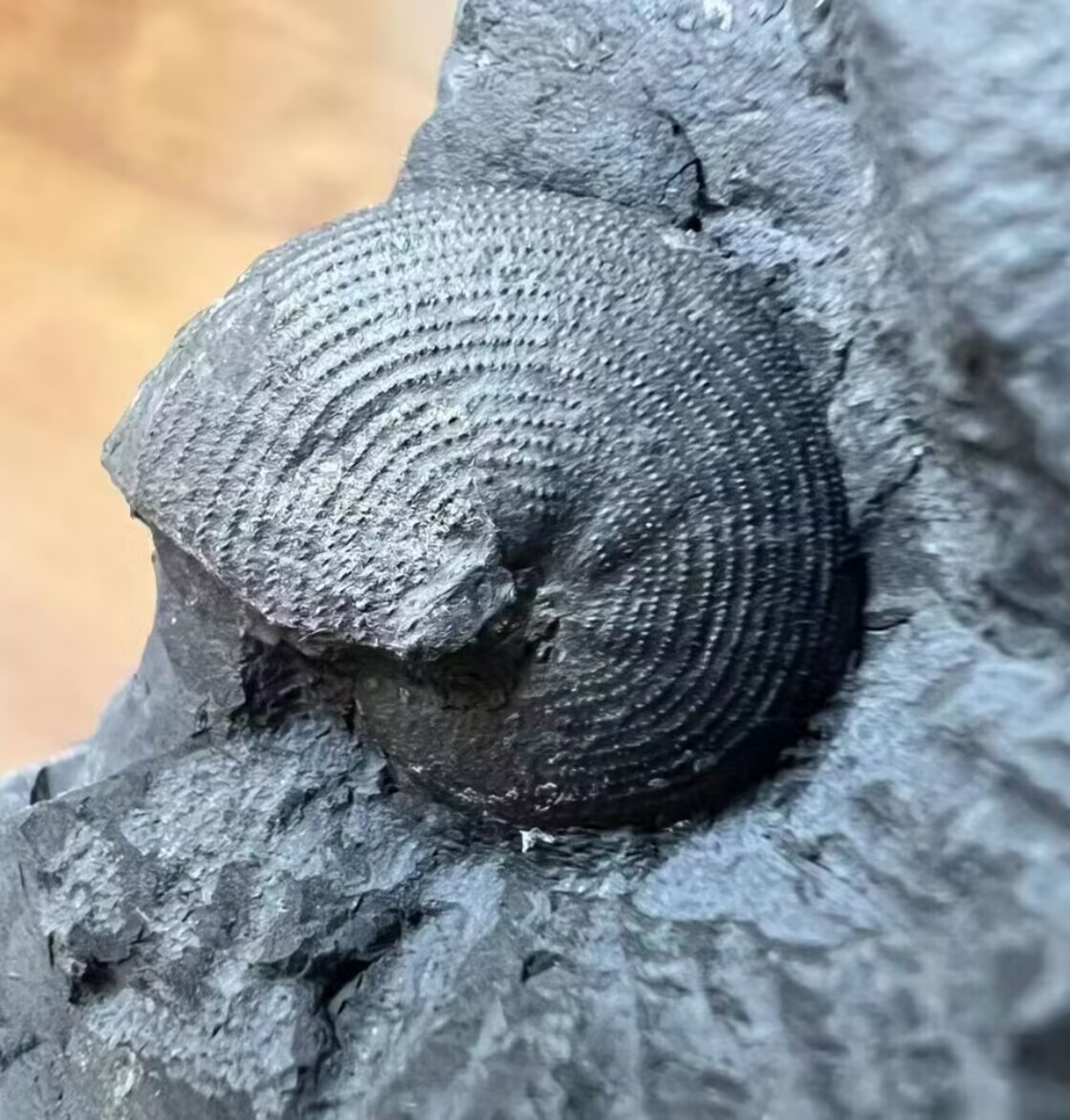 古生代菊石形态学多样性（附几个奇异的菊石） - 哔哩哔哩