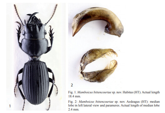 蝼步甲-族与属整理(下篇) - 哔哩哔哩