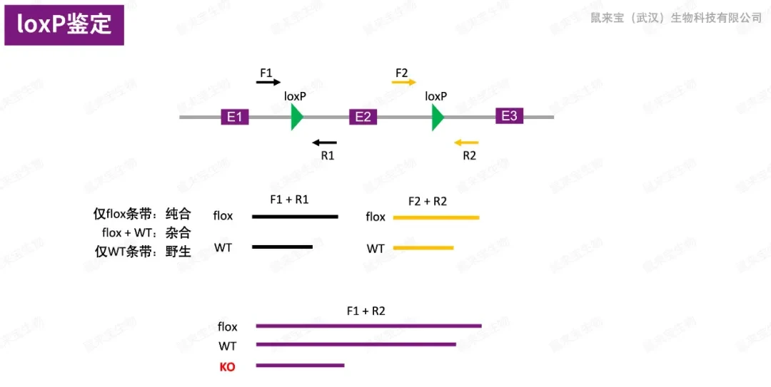 一文搞懂Cre-loxP条件性基因编辑 - 哔哩哔哩