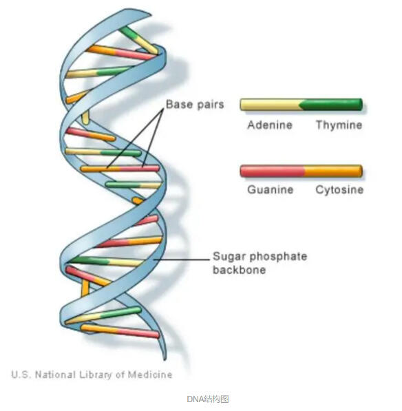 科普讲堂 | 一分钟了解gDNA，抓紧来看~ - 哔哩哔哩