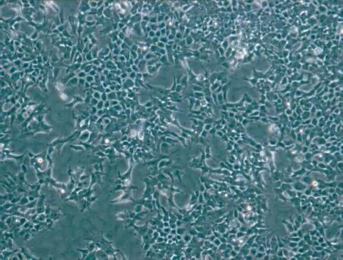 【细胞解读系列】HEK293细胞系，您了解多少呢？ - 哔哩哔哩