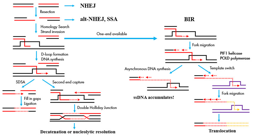 同源重组介导的双链断裂修复（4） - 哔哩哔哩