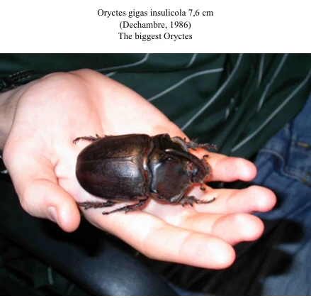 蛀犀金龟属全物种科普 - 哔哩哔哩