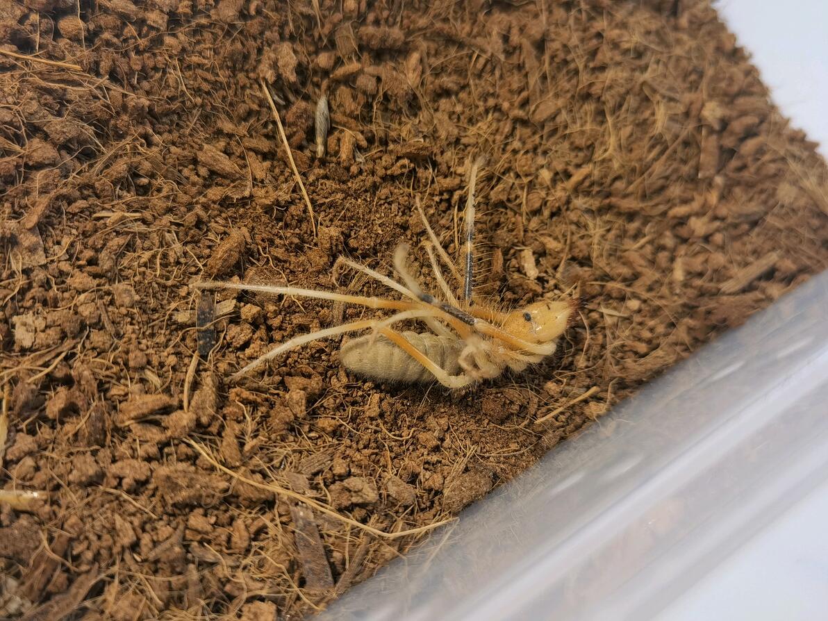避日蛛（Galeodes sp.盔日蛛）的综合饲养记录 - 哔哩哔哩