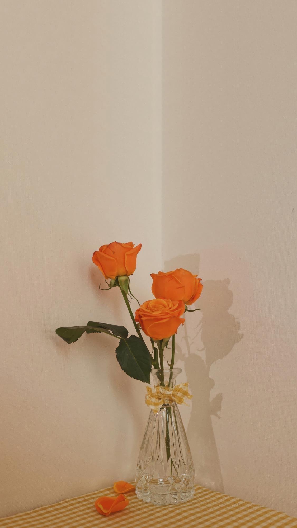 【美图分享125】七夕玫瑰特辑~~我将玫瑰藏于身后，期盼与你赴约 - 哔哩哔哩