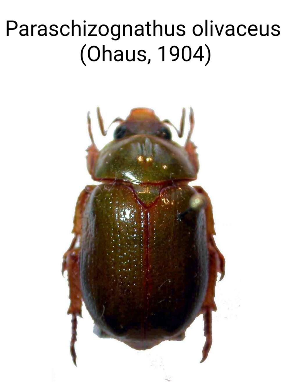 丽金龟-族与属整理（下篇） - 哔哩哔哩