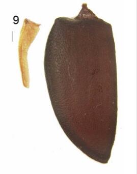 锹甲科-亚科与属整理（中篇） - 哔哩哔哩