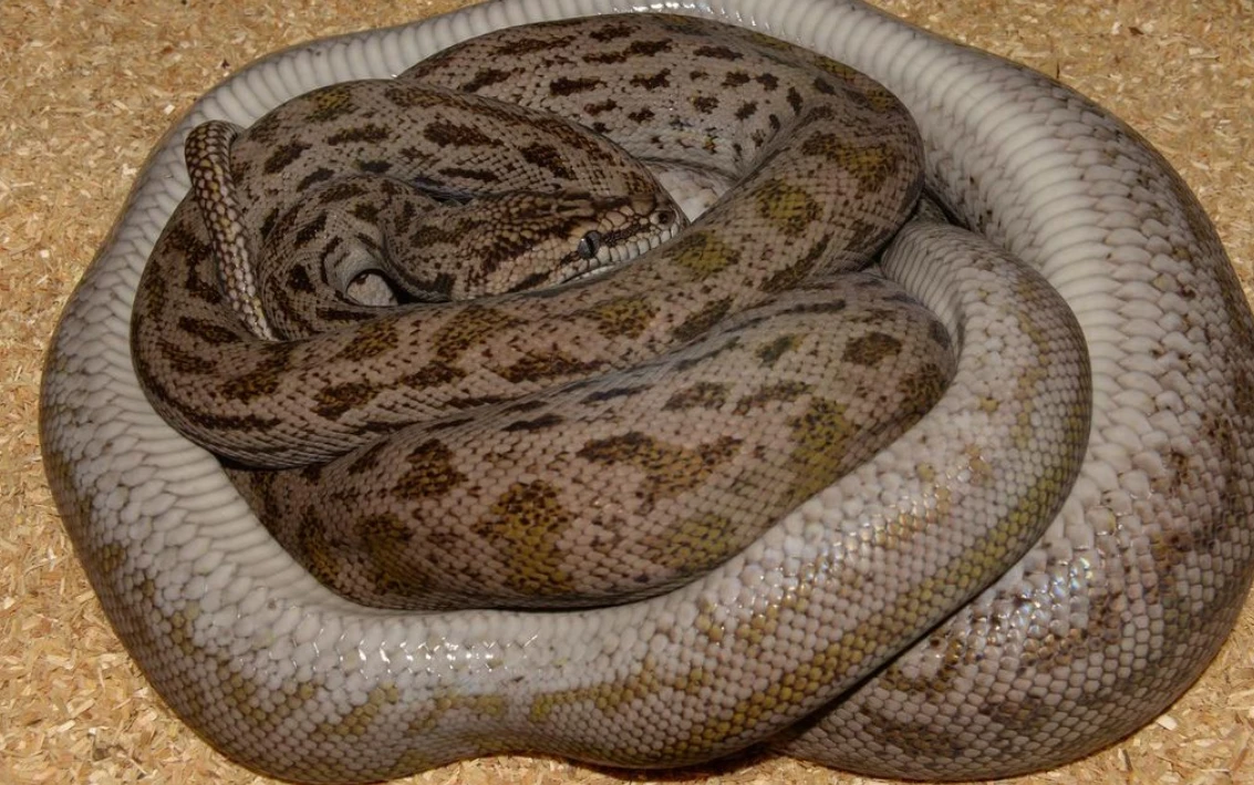 蟒科Pythonidae图鉴 - 哔哩哔哩