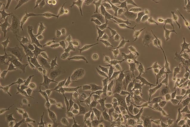 【细胞解读系列】关于A549，您一定要知道的那些事 - 哔哩哔哩