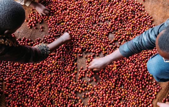 用一篇文章带你了解肯尼亚咖啡品种SL28&34、K7、Ruiru11 不同之处 - 哔哩哔哩