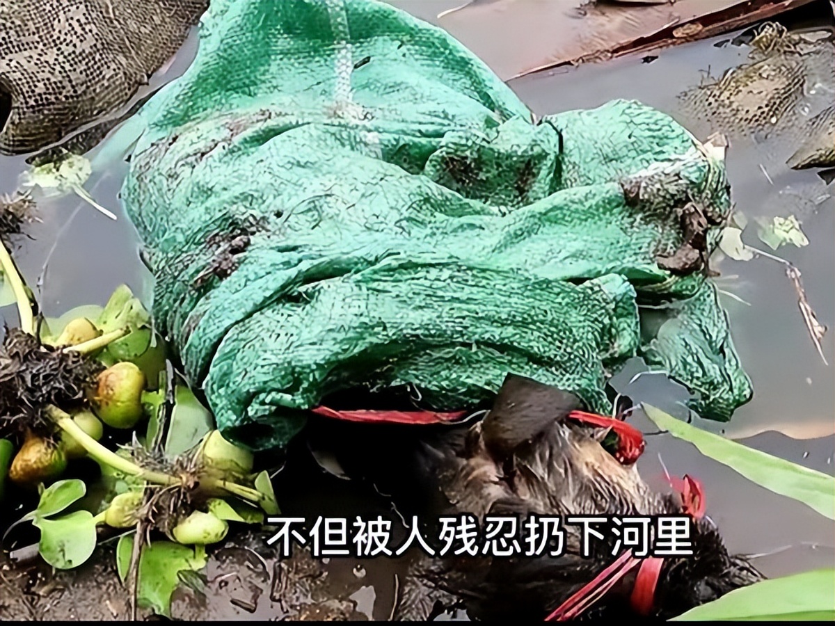 如果不爱,请不要伤害! 哔哩哔哩