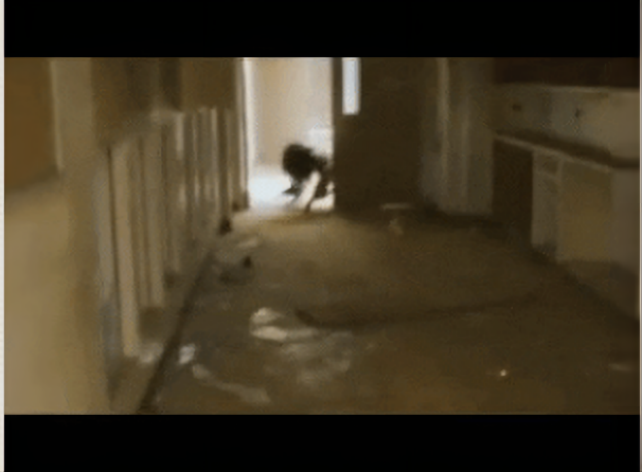 Entity 8 “猎犬” - 哔哩哔哩