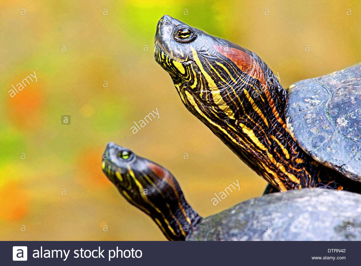 【微图鉴】鸡龟亚科(巴西脸)简述以及全种类一览 - 哔哩哔哩