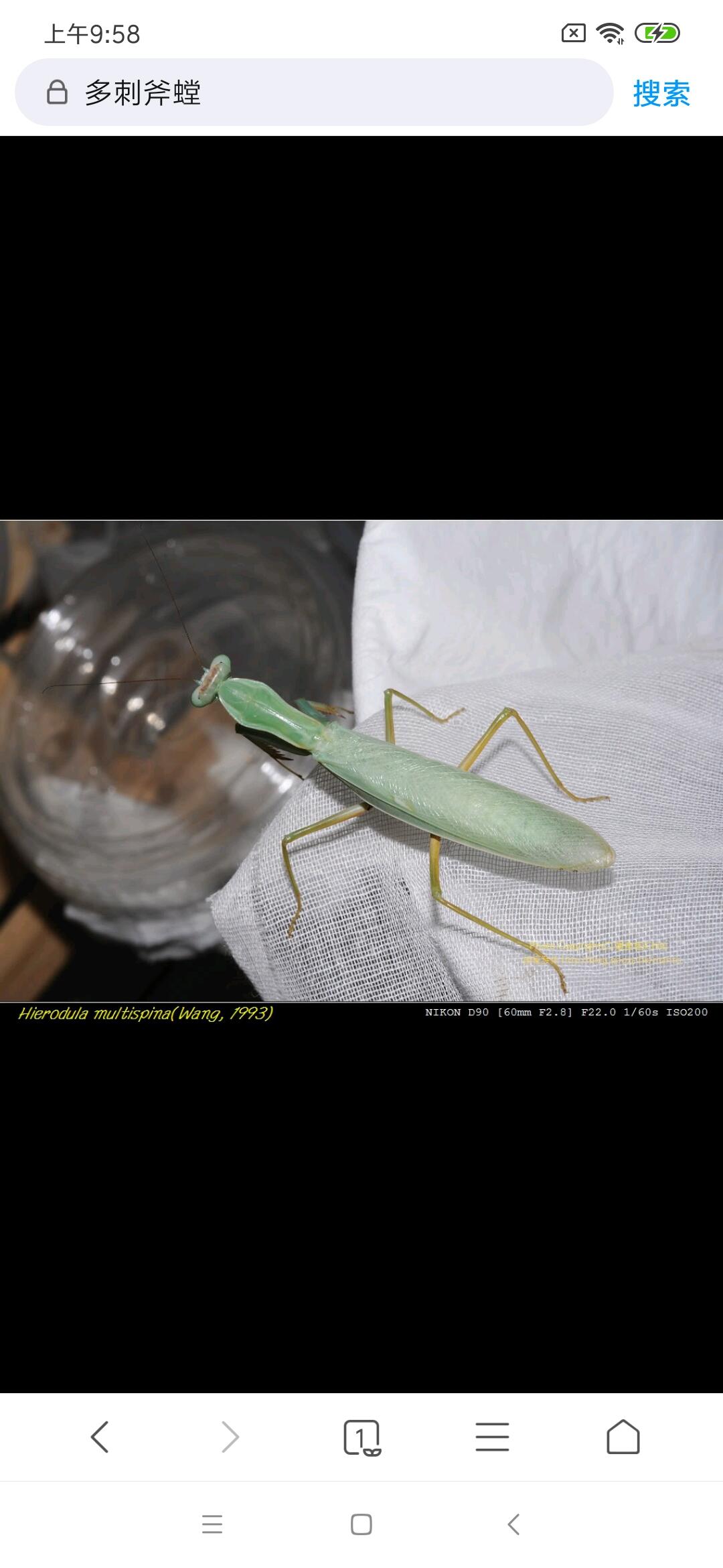 斧螳种类介绍 - 哔哩哔哩