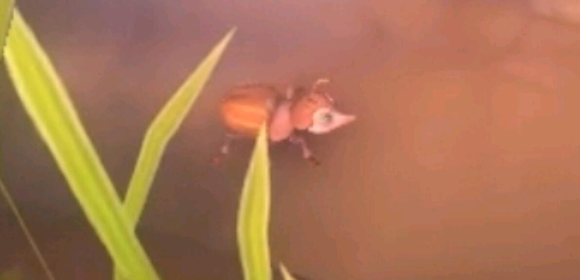 虫虫大作战(bugbits)物种原型一览 - 哔哩哔哩