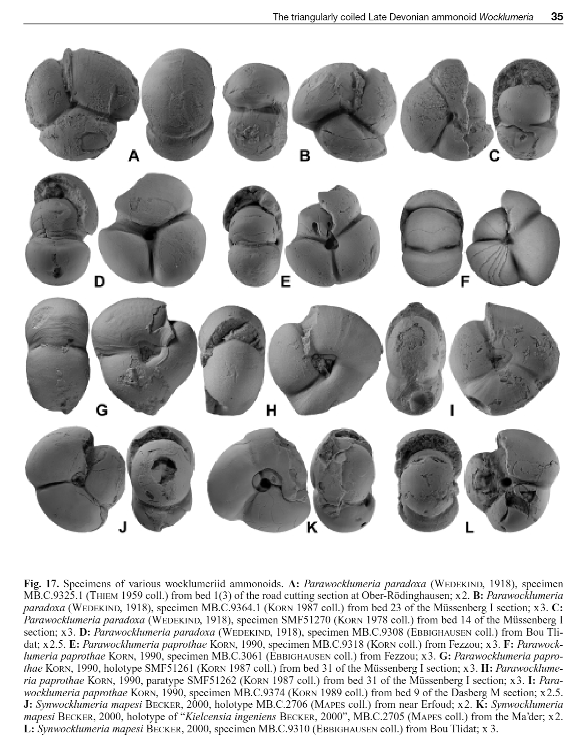 古生代菊石形态学多样性（附几个奇异的菊石） - 哔哩哔哩