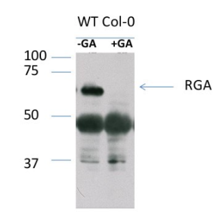 好用的DELLA家族蛋白RGA抗体解决方案 - 哔哩哔哩