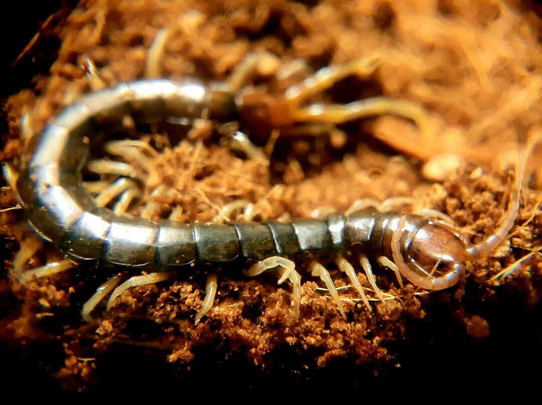 卫蚣属Rhysida全属分类 介绍以及部分品种图鉴 - 哔哩哔哩