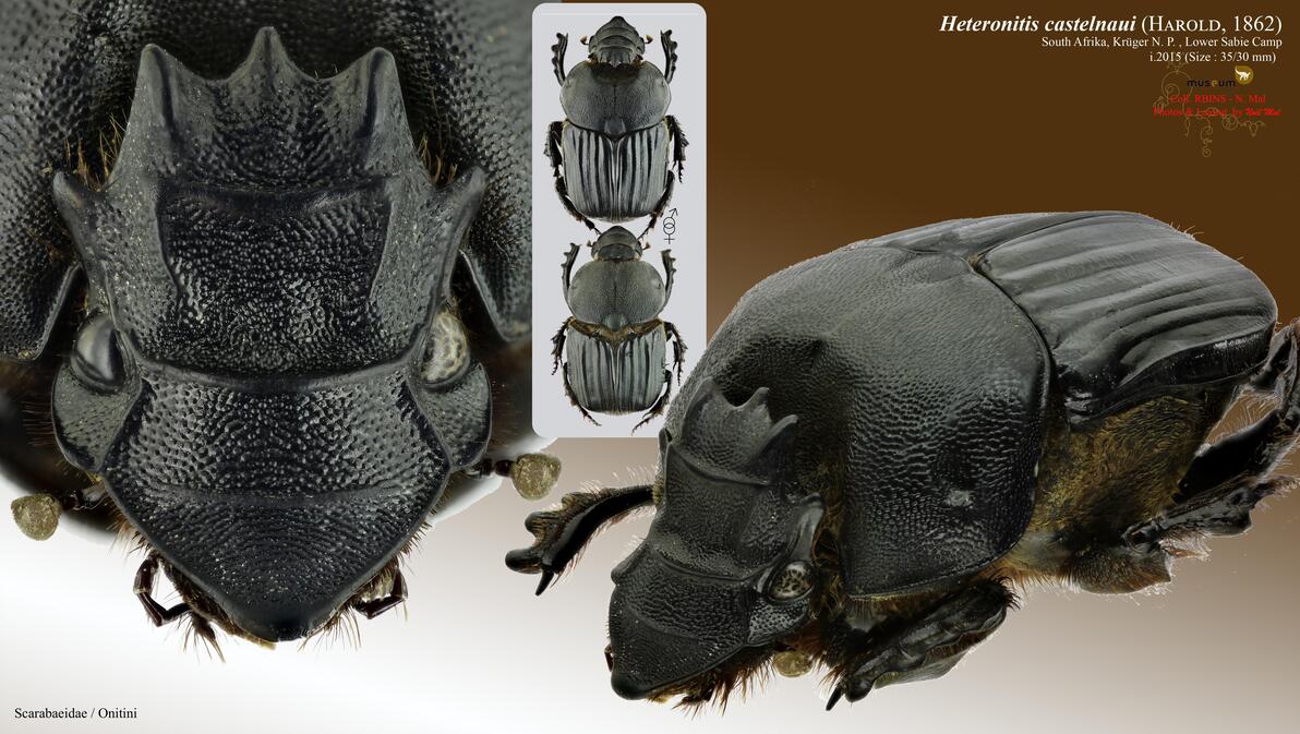 蜣螂-族与属整理（三） - 哔哩哔哩