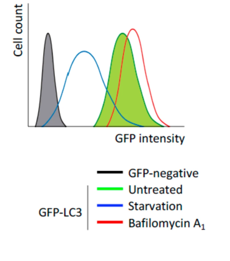 【细胞自噬】基于LC3的细胞自噬检测方法 - 哔哩哔哩