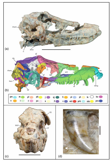 【鳄类天演史】（三）:鳄鱼历史的“中古时代” - 哔哩哔哩