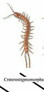 地底杀戮机——唇足纲 - 哔哩哔哩