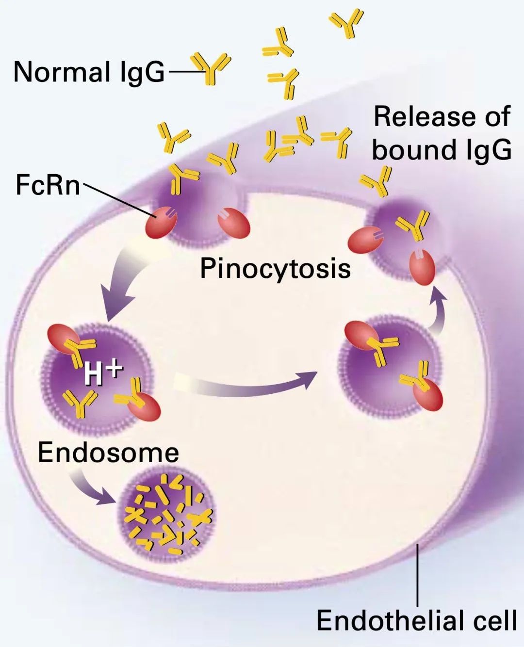 两次转手，强生65亿美元收购：Nipocalimab中国开展3期临床 - 哔哩哔哩