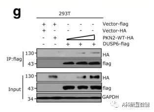 循序渐进，利用过表达和标签融合的免疫共沉淀Co-IP图片结果解读 - 哔哩哔哩