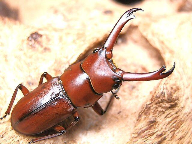 锹甲科-亚科与属整理（上篇） - 哔哩哔哩