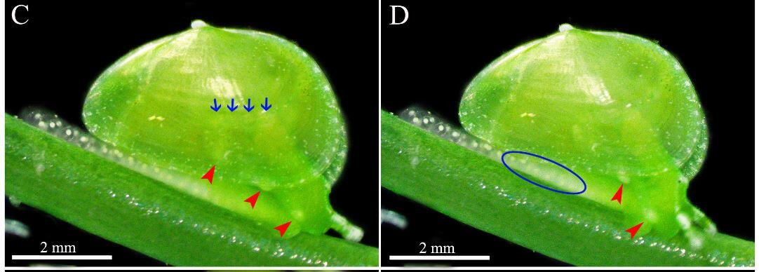 由螺旋到蚌壳两开花：最新研究揭秘神奇双壳螺（珠绿螺科：Juliidae）的发育历程 - 哔哩哔哩