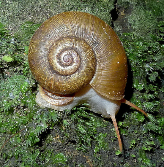 按总科盘点“陆螺”——陆生非柄眼类腹足类（上） - 哔哩哔哩