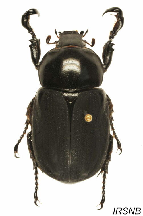 犀金龟科-族与属整理（中篇） - 哔哩哔哩