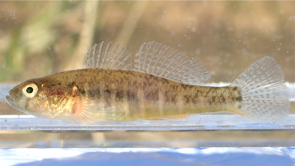 【水】图贴·东亚沉睡者·沙塘鳢科Odontobutidae Hoese & Gill, 1993 - 哔哩哔哩