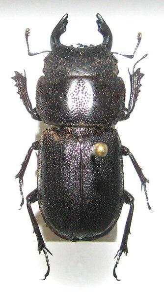 锹甲科-亚科\族\属 整理重置版（上篇） - 哔哩哔哩