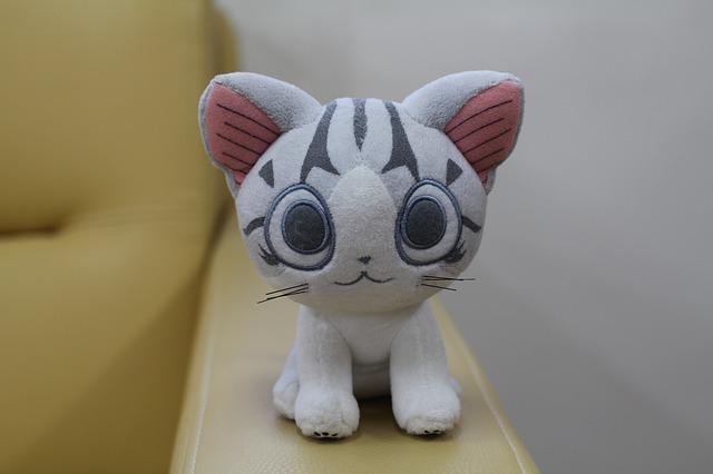 给养猫新手的一点小建议 哔哩哔哩