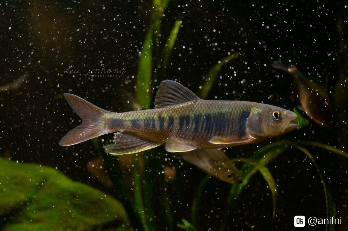 杂鱼的疑云——马口鱼属Opsariichthys种团的整理 - 哔哩哔哩