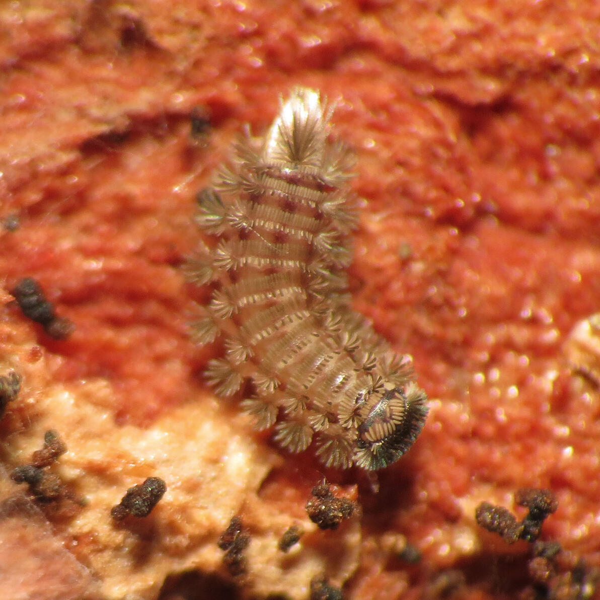 【Diplopoda】 千足百态: 现生马陆大观 译名分类图鉴（一） - 哔哩哔哩