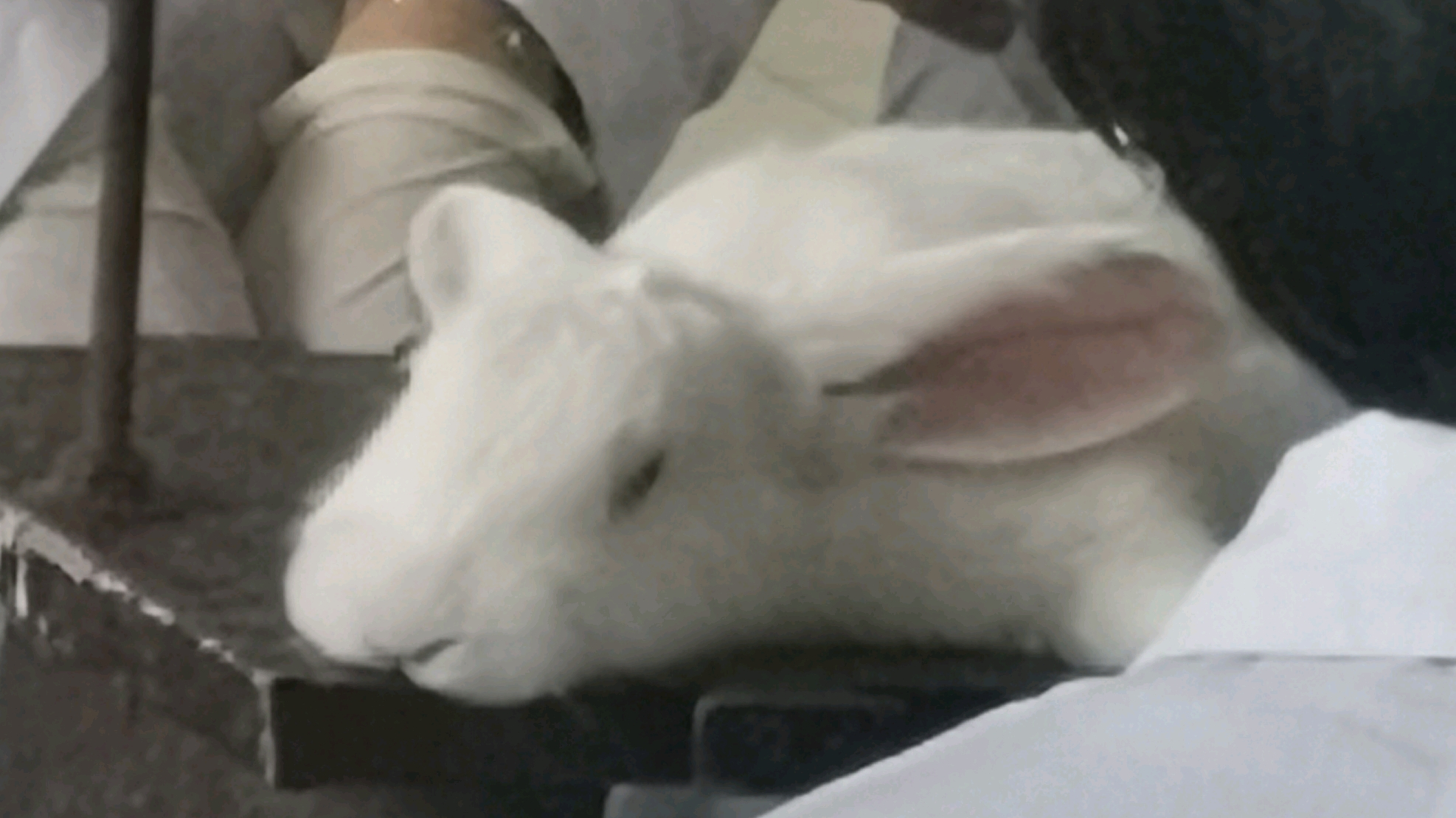 医学实验里的兔子 - 哔哩哔哩