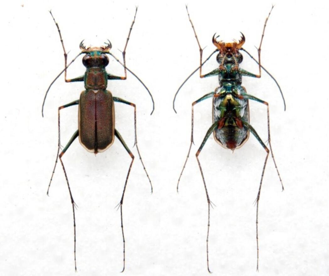 虎甲-族与属整理(上篇) - 哔哩哔哩