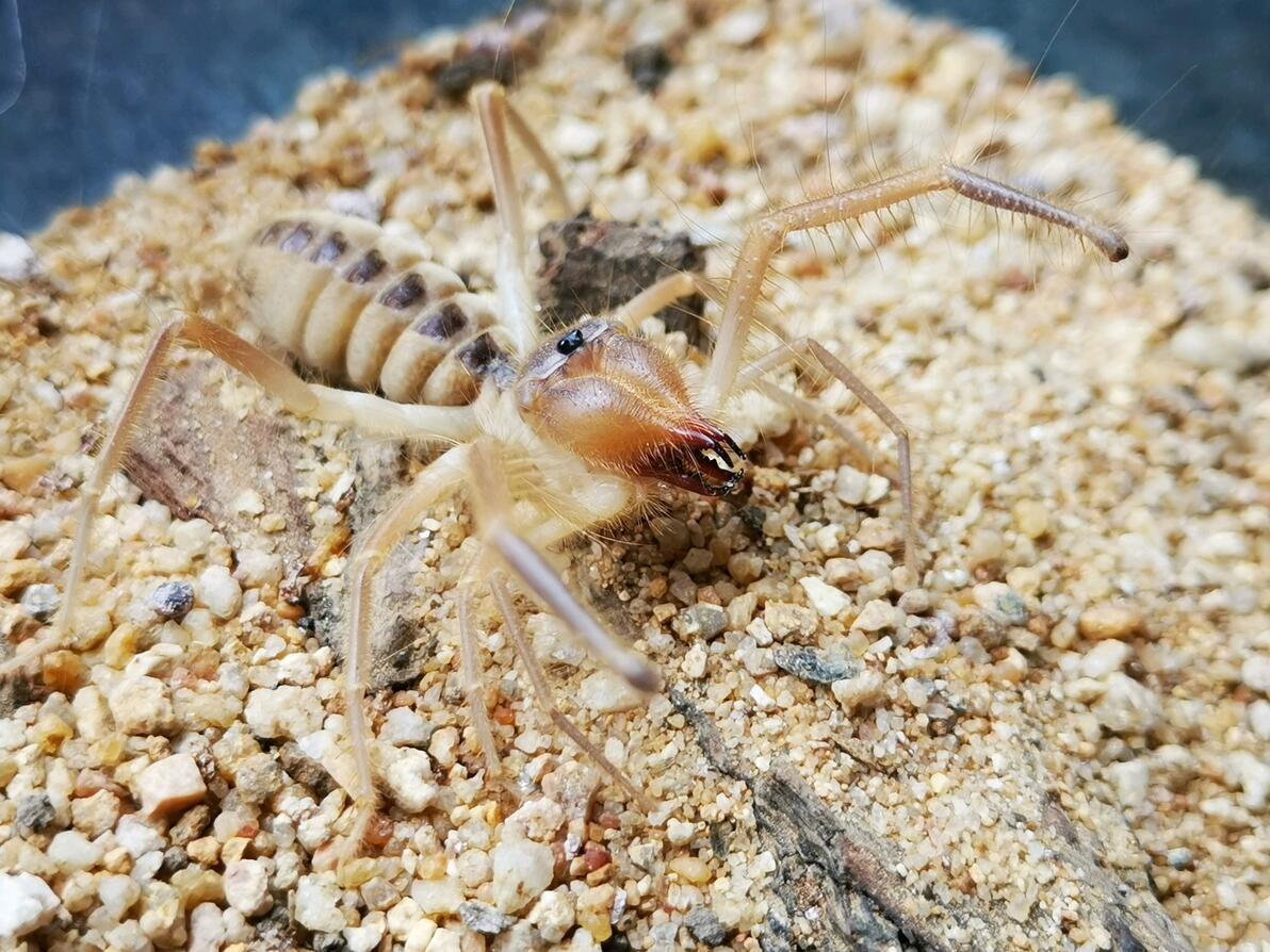 避日蛛（Galeodes sp.盔日蛛）的综合饲养记录 - 哔哩哔哩