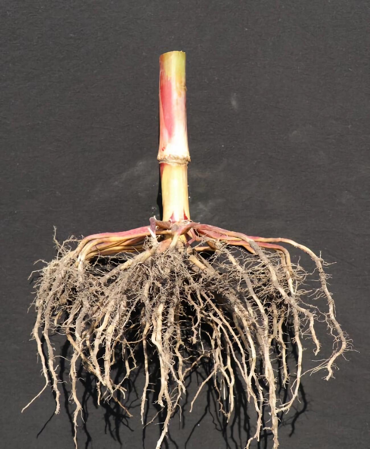 植物世界中各式各样的根须，您认识几种？ - 哔哩哔哩