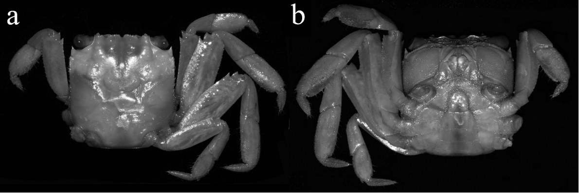 【新种发布】东亚地区相手蟹拆分和整理1（1） - 哔哩哔哩