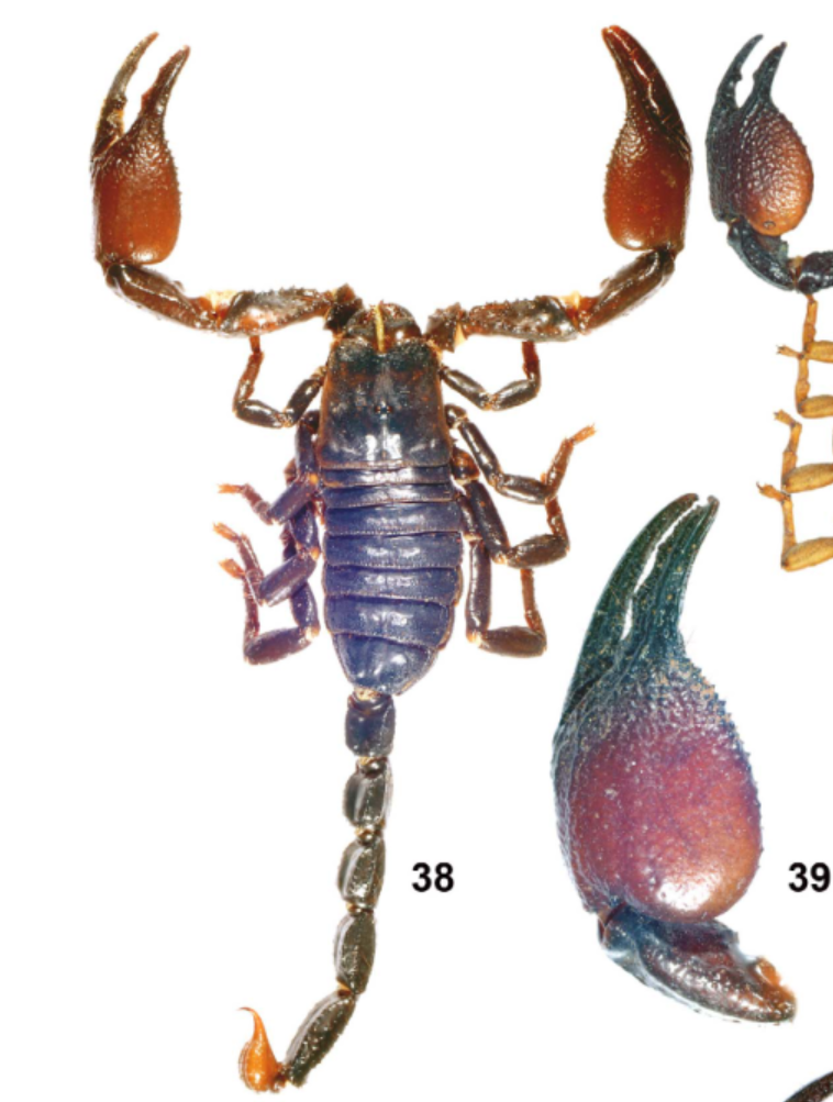 【属级专题】广义惧蝎属（Panidnus sensu lato）简介、分类学及已知种和图鉴 - 哔哩哔哩