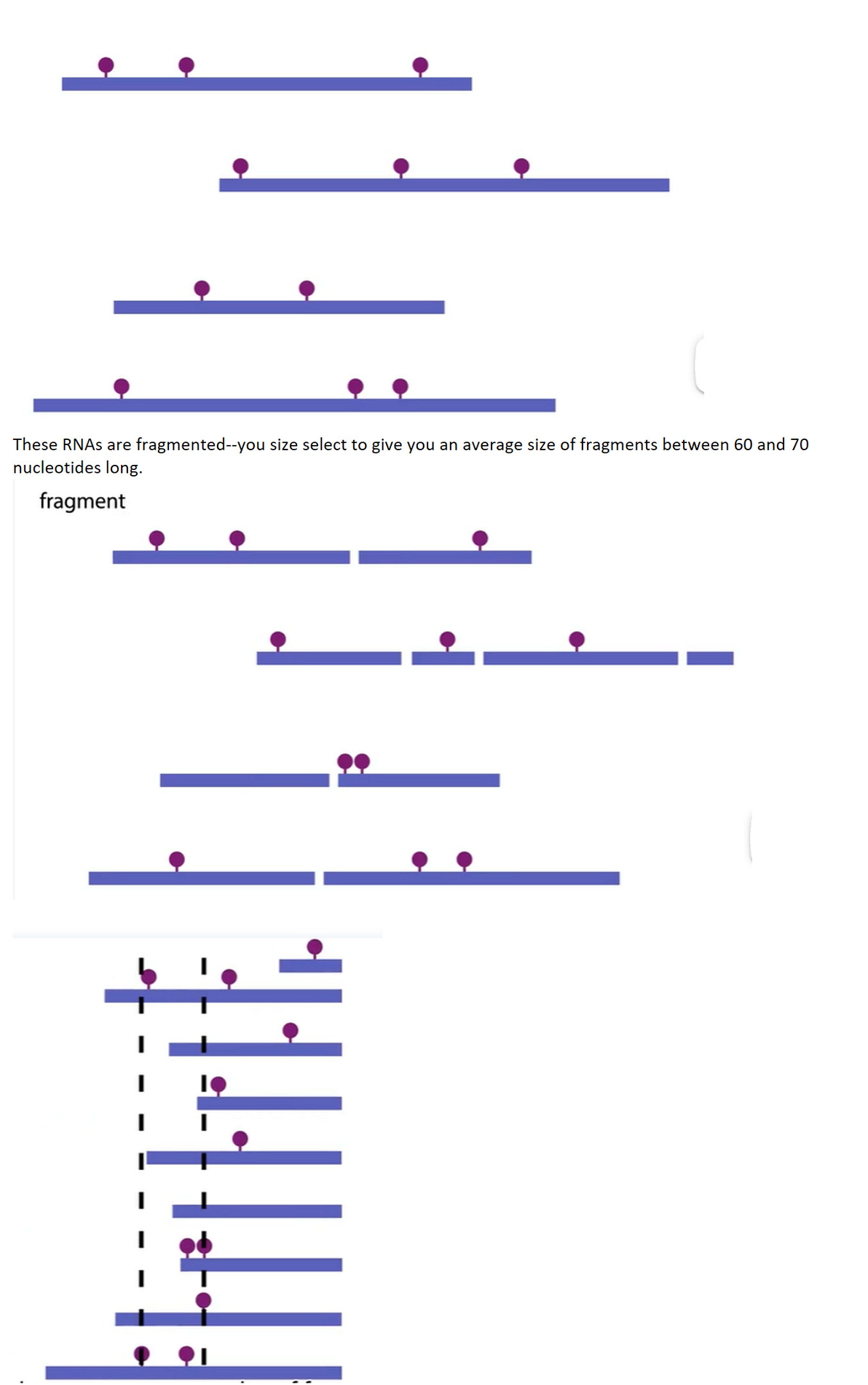 MIT 分子生物学 part3 5.7 Assays for RNA Structure,DMS-seq and SHAPE-s - 哔哩哔哩