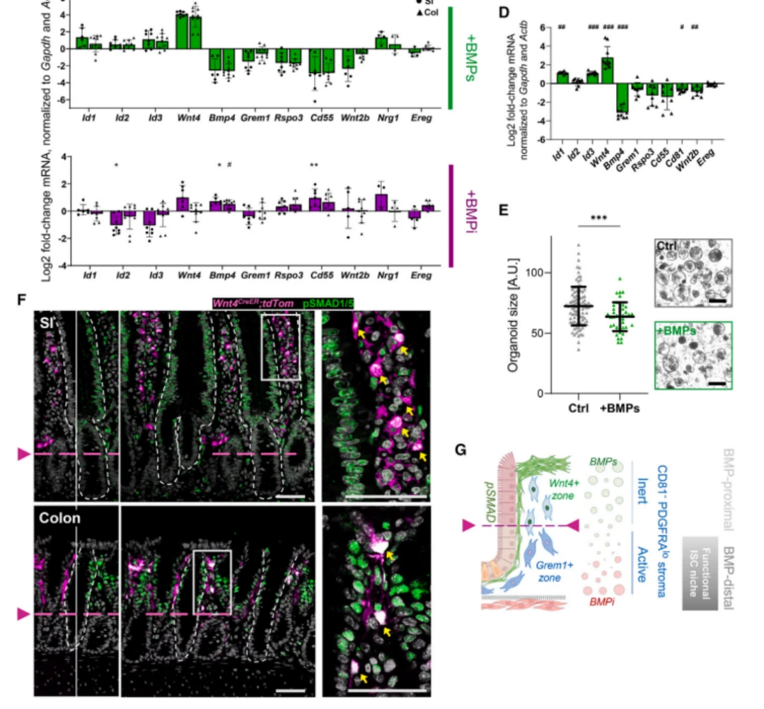 Cell Stem Cell | 肠隐窝结构内BMP信号梯度决定了分泌Wnt的干细胞生态位的自我组织 - 哔哩哔哩