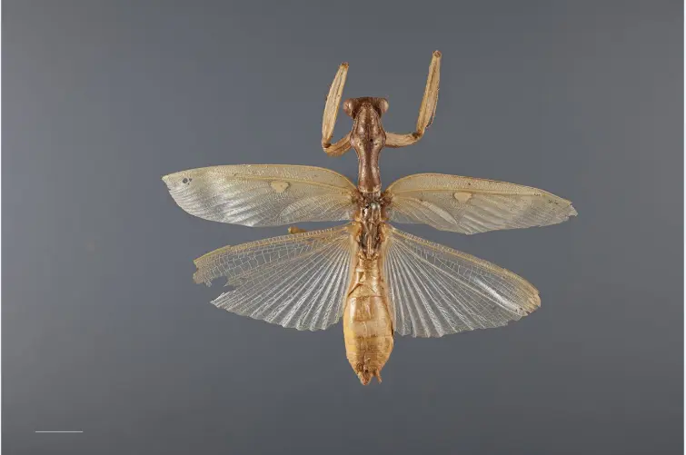 【螳螂科普】斧螳属简介 - 哔哩哔哩