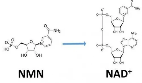NMN与NAD+：一场活力的传递 - 哔哩哔哩