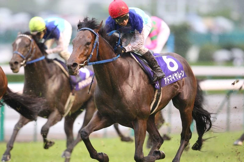 【全图鉴】日本JRA年度代表马（1954-2022） - 哔哩哔哩