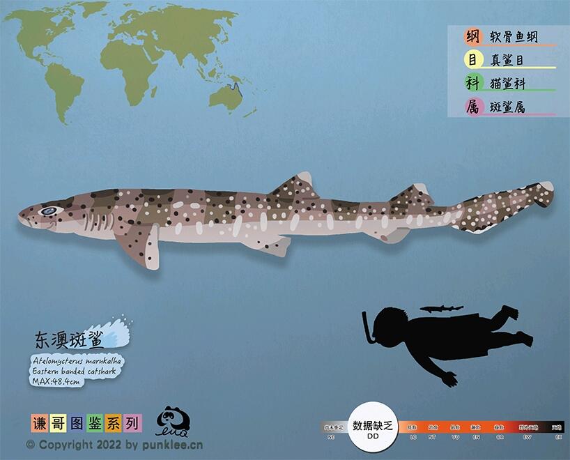 鲨鱼的大体分类――（三）:中 - 哔哩哔哩
